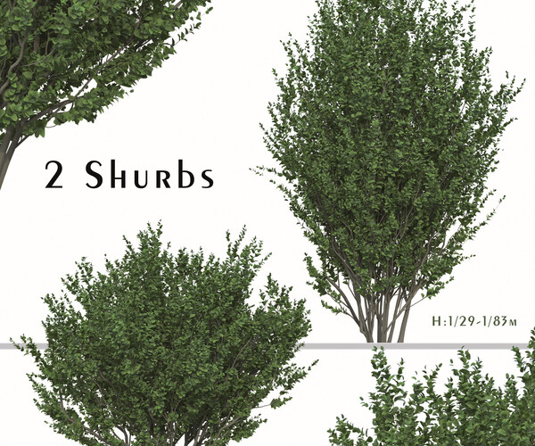 ArtStation - Set of Buxus sempervirens Shurb ( Boxwood ) ( 2 Shurbs ...