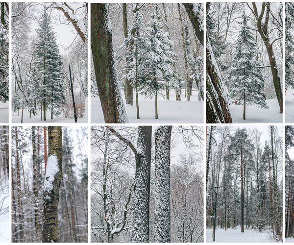 ArtStation - 560+ Winter Forest Reference Pictures | Resources