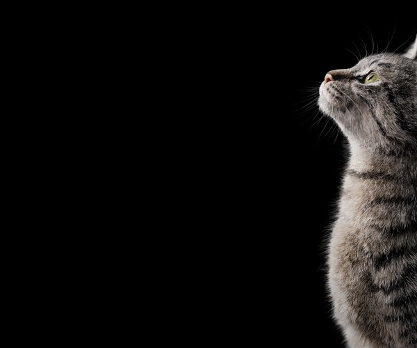 ArtStation - Grey Cat Animated | VFX Grace | Game Assets