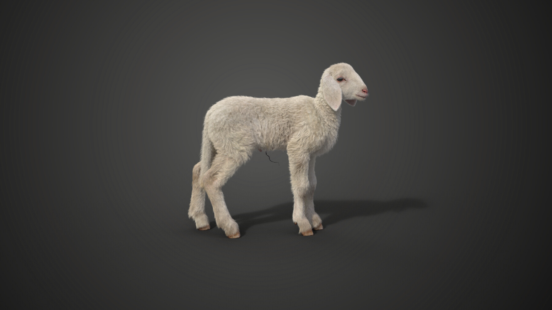 ArtStation - Baby Assaf Sheep Animated | VFX Grace | Game Assets