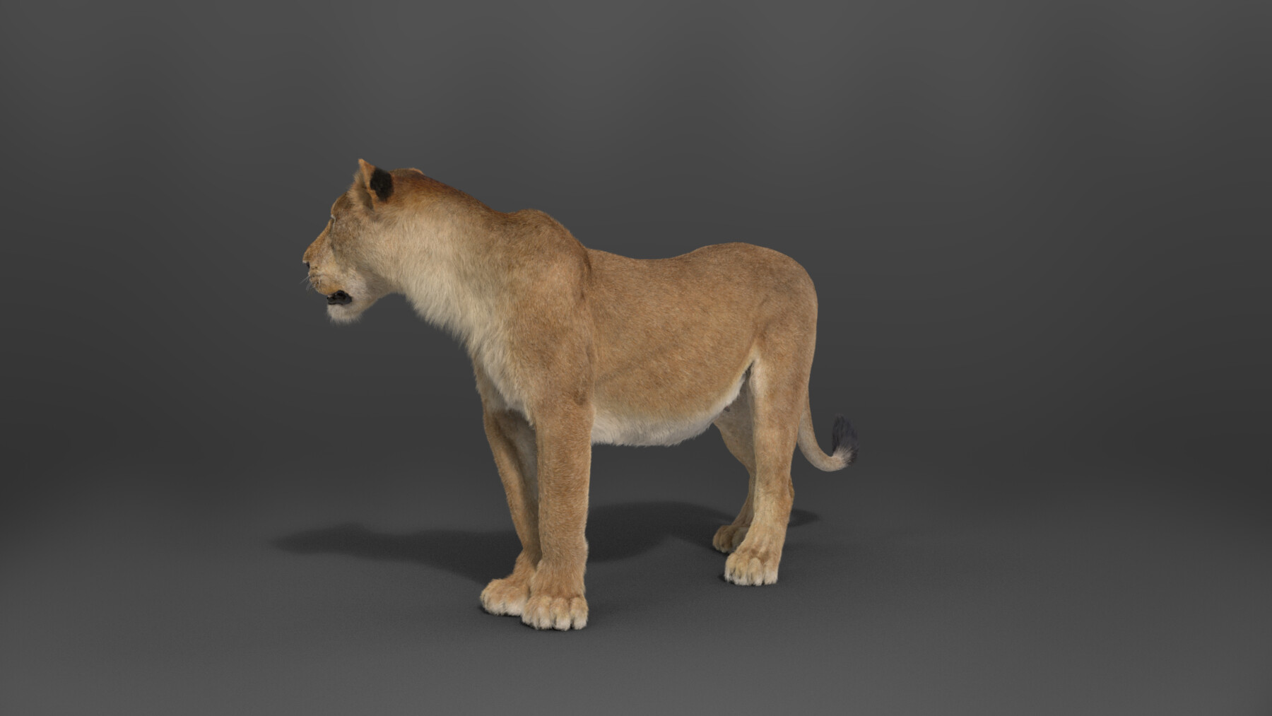 ArtStation - Female Lion Animated | VFX Grace | Game Assets