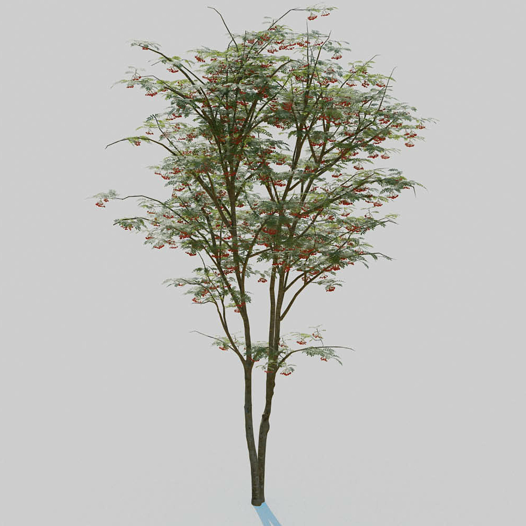 ArtStation - Mountain Ash Tree | Resources