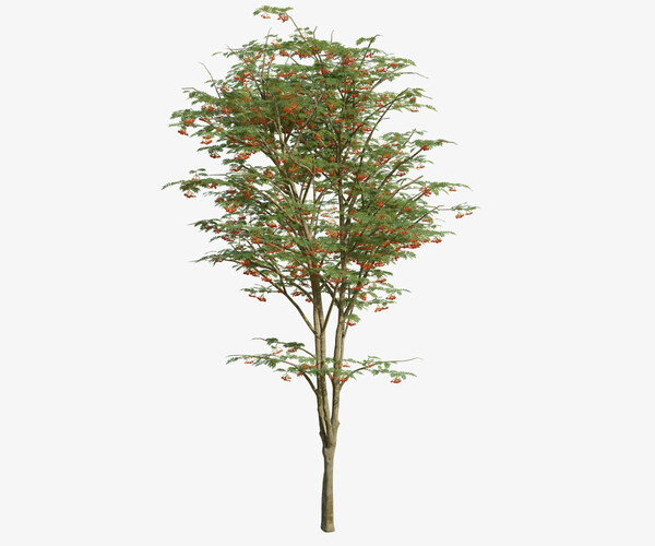 ArtStation - Mountain Ash Tree | Resources