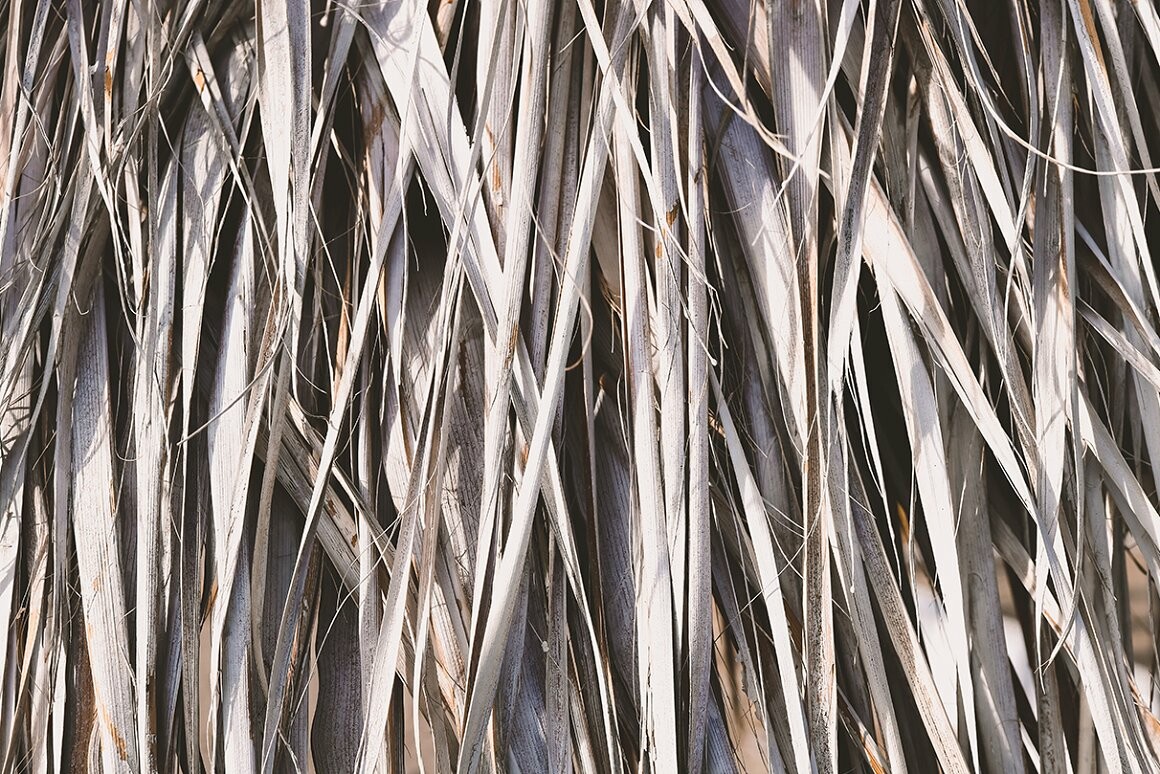 ArtStation - 11 Palm Leaves Textures | Resources