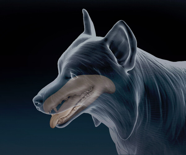 ArtStation - Border Collie Base Mesh 3D Model | Resources