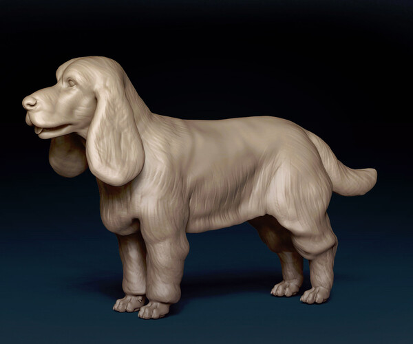 ArtStation - English Cocker Spaniel Base Mesh 3D Model | Resources