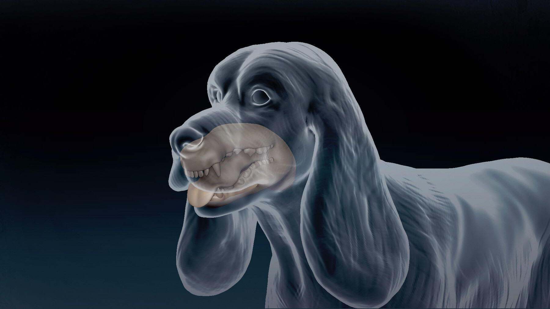 ArtStation - English Cocker Spaniel Base Mesh 3D Model | Resources
