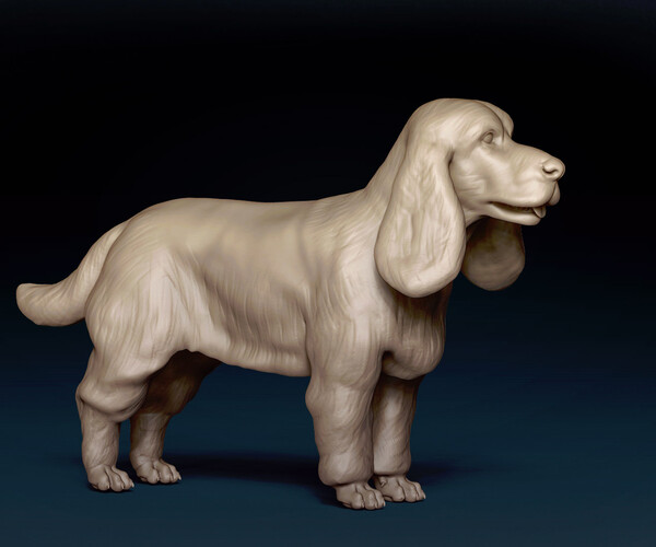 ArtStation - English Cocker Spaniel Base Mesh 3D Model | Resources