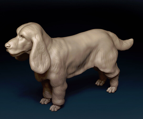 ArtStation - English Cocker Spaniel Base Mesh 3D Model | Resources