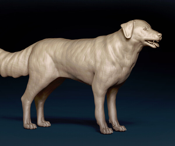 ArtStation - Golden Retriever Base Mesh 3D Model | Resources