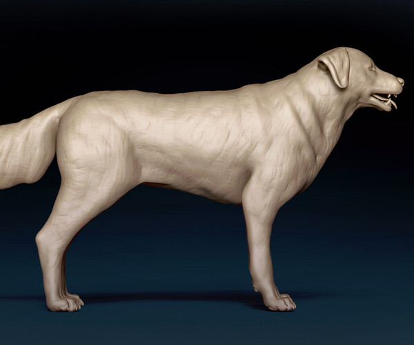 ArtStation - Golden Retriever Base Mesh 3D Model | Resources
