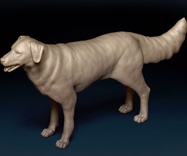 ArtStation - Golden Retriever Base Mesh 3D Model | Resources
