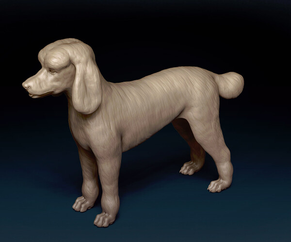 ArtStation - Large Poodle Base Mesh 3D Model | Resources