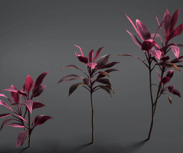 ArtStation - Cordyline Fruticosa Plant | VFX Grace | Game Assets