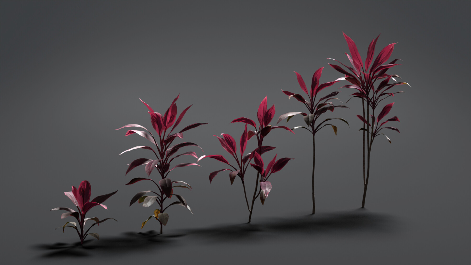 ArtStation - Cordyline Fruticosa Plant | VFX Grace | Game Assets