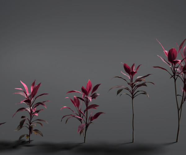 ArtStation - Cordyline Fruticosa Plant | VFX Grace | Game Assets