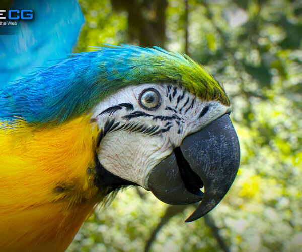 ArtStation - Animated Blue Parrot | Game Assets