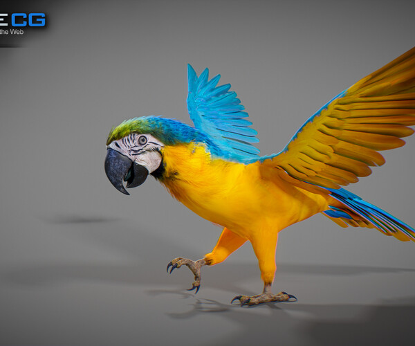 ArtStation - Animated Blue Parrot | Game Assets