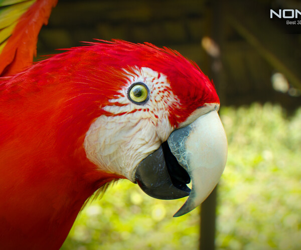 ArtStation - Animated Red Parrot | Game Assets