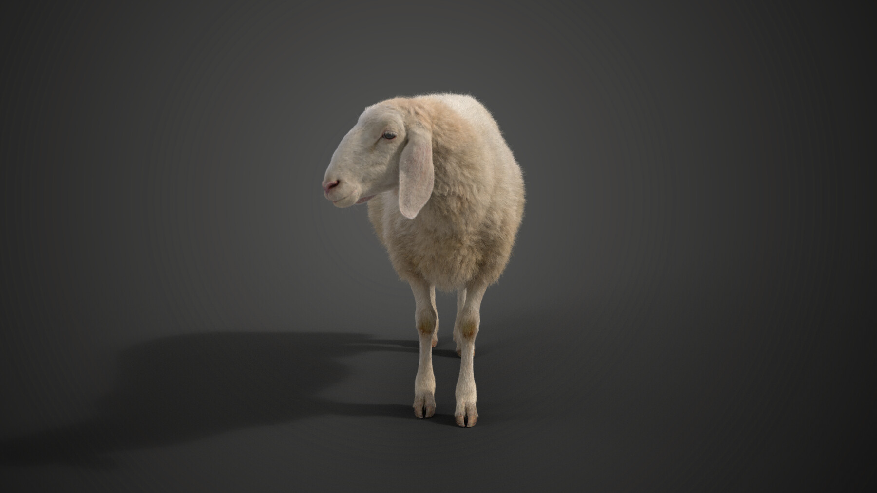 ArtStation - Adult Assaf Sheep01 Animated | VFX Grace | Game Assets