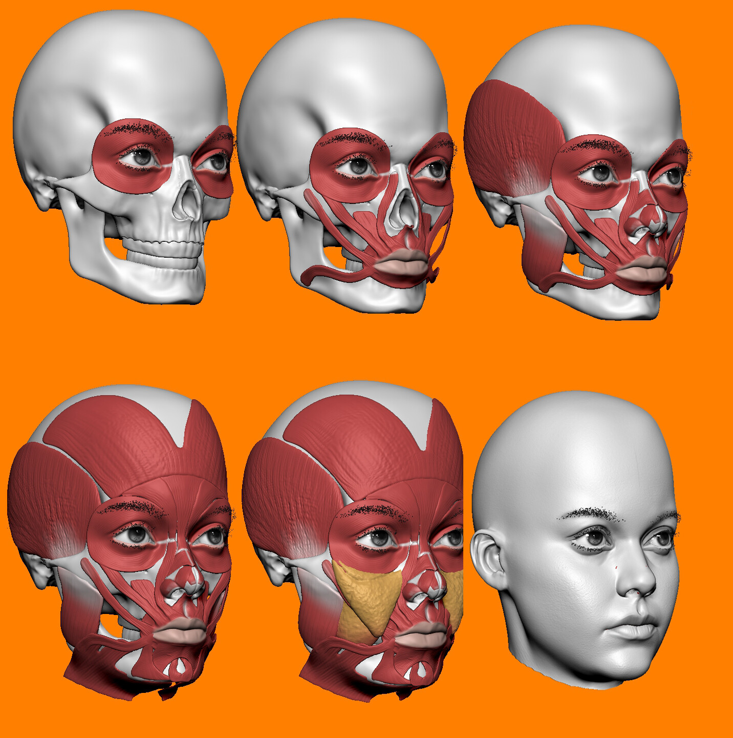 ArtStation - female head anatomy | Resources
