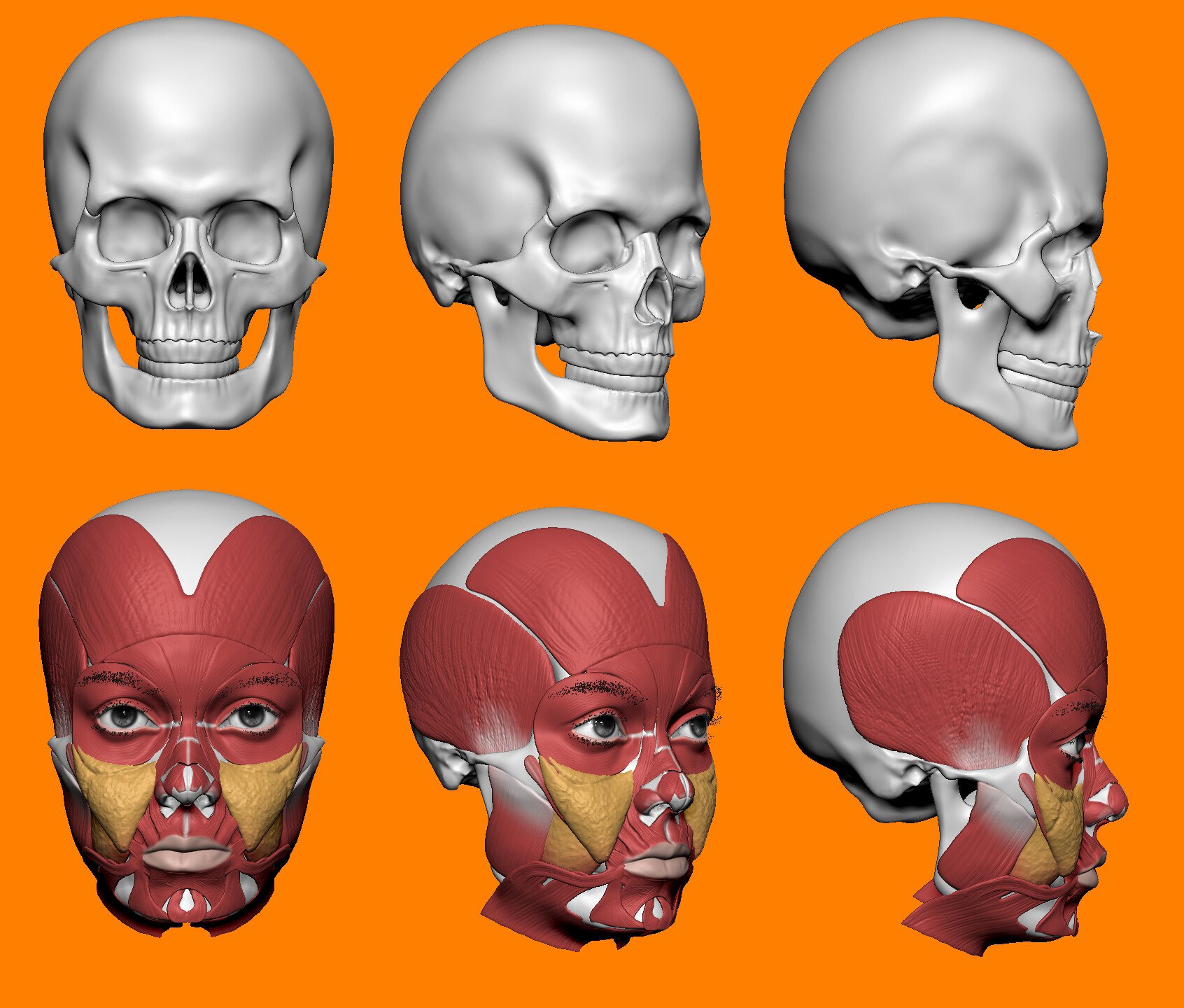 ArtStation - female head anatomy | Resources