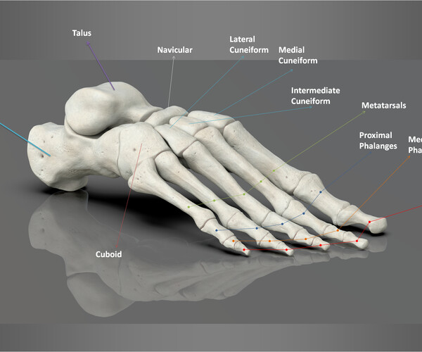 ArtStation - Anatomical skeleton of an adult male - All Bones | Resources