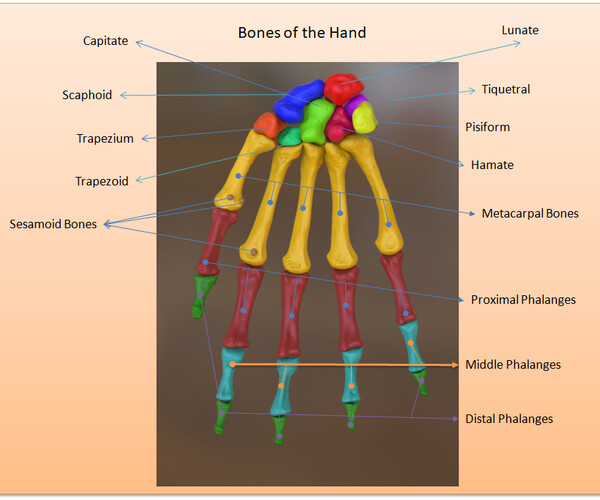 ArtStation - Anatomical skeleton of an adult male - All Bones | Resources