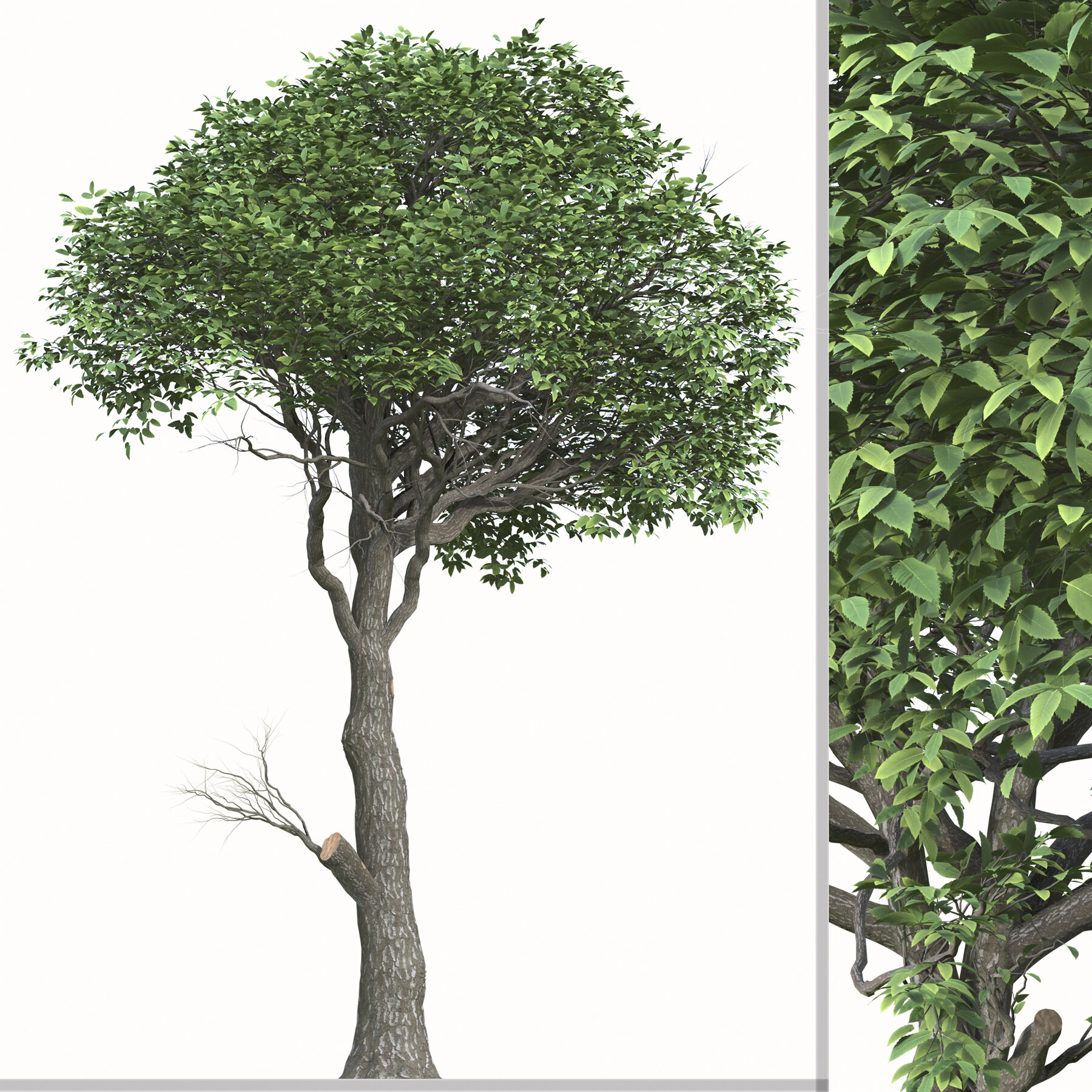 ArtStation - Set of Quercus serrata Trees ( Korean Oak ) ( 2 Trees ...