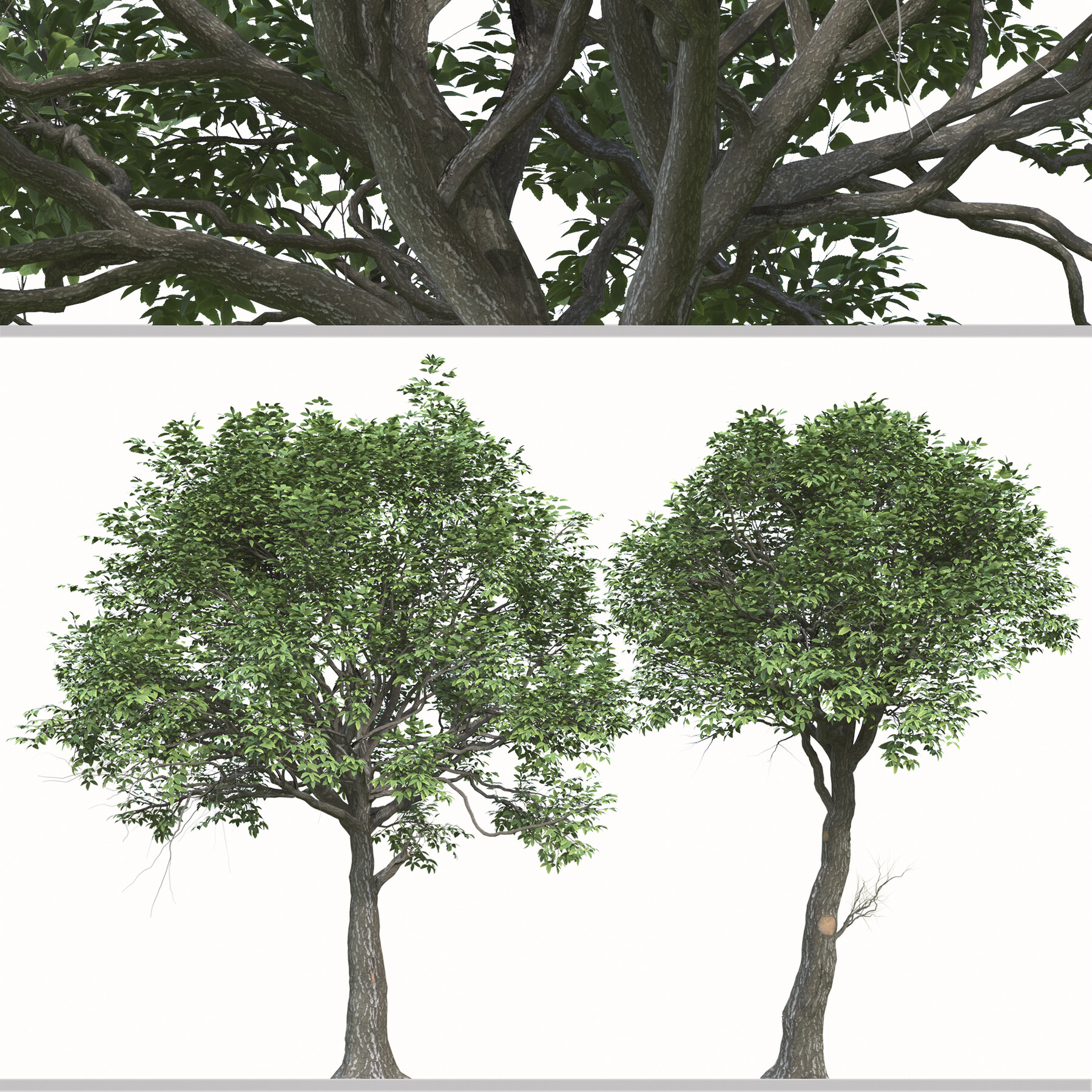 ArtStation - Set of Quercus serrata Trees ( Korean Oak ) ( 2 Trees ...