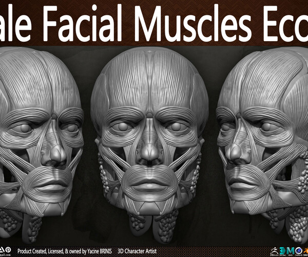 ArtStation - Male Facial Muscle Ecorche | Resources
