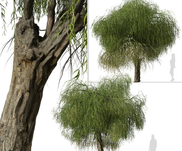 ArtStation - Set of Peppermint Willow Tree ( Agonis flexuosa ) ( 2 ...
