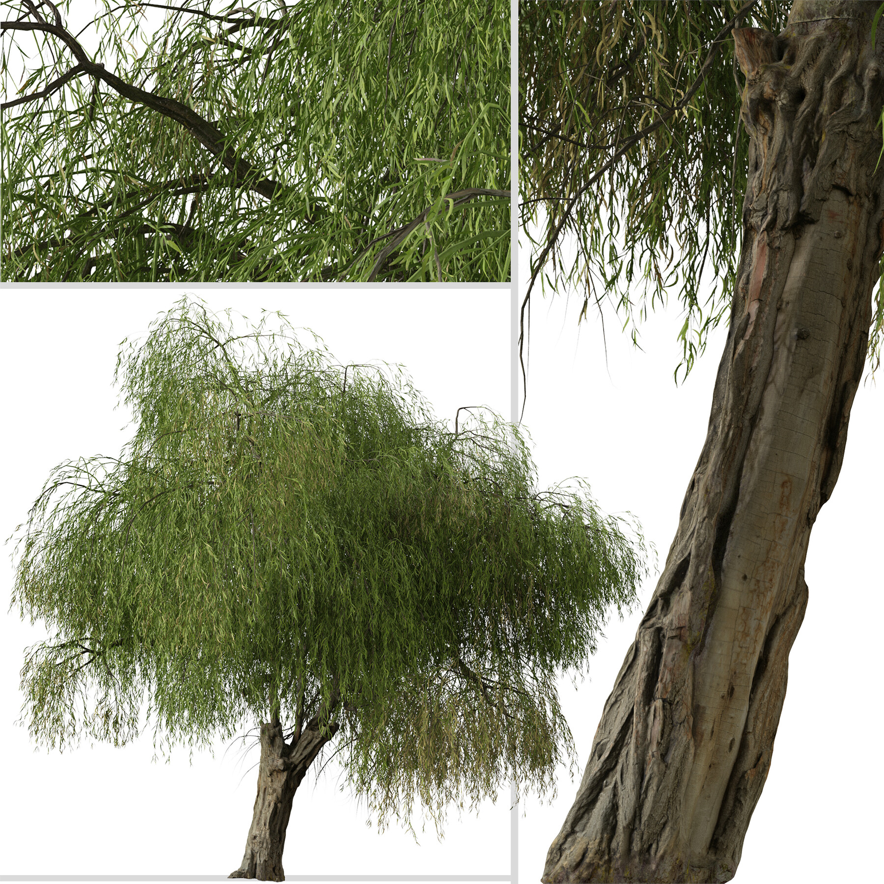 ArtStation - Set of Peppermint Willow Tree ( Agonis flexuosa ) ( 2 ...