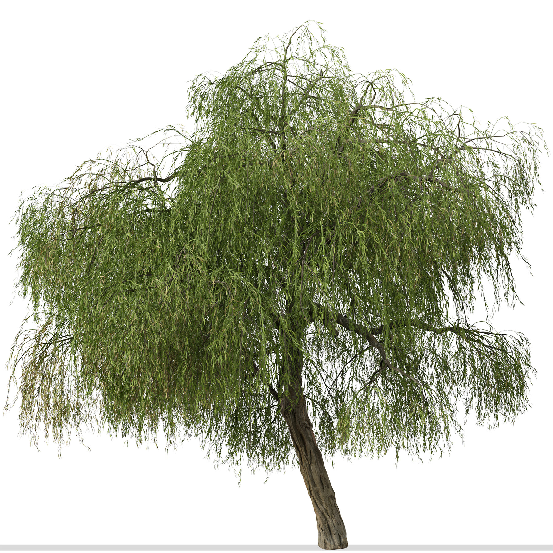 ArtStation - Set of Peppermint Willow Tree ( Agonis flexuosa ) ( 2 ...