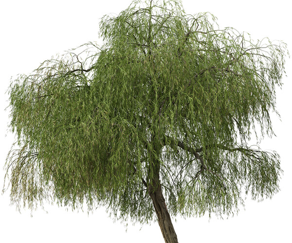 ArtStation - Set of Peppermint Willow Tree ( Agonis flexuosa ) ( 2 ...