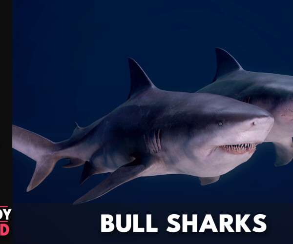 ArtStation - Bull Sharks | Game Assets