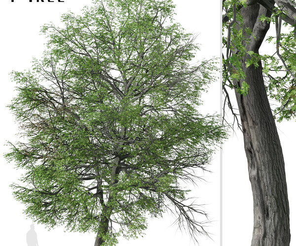 ArtStation - Pin oak Tree ( Quercus palustris ) ( 3Ds MAX - Blender ...
