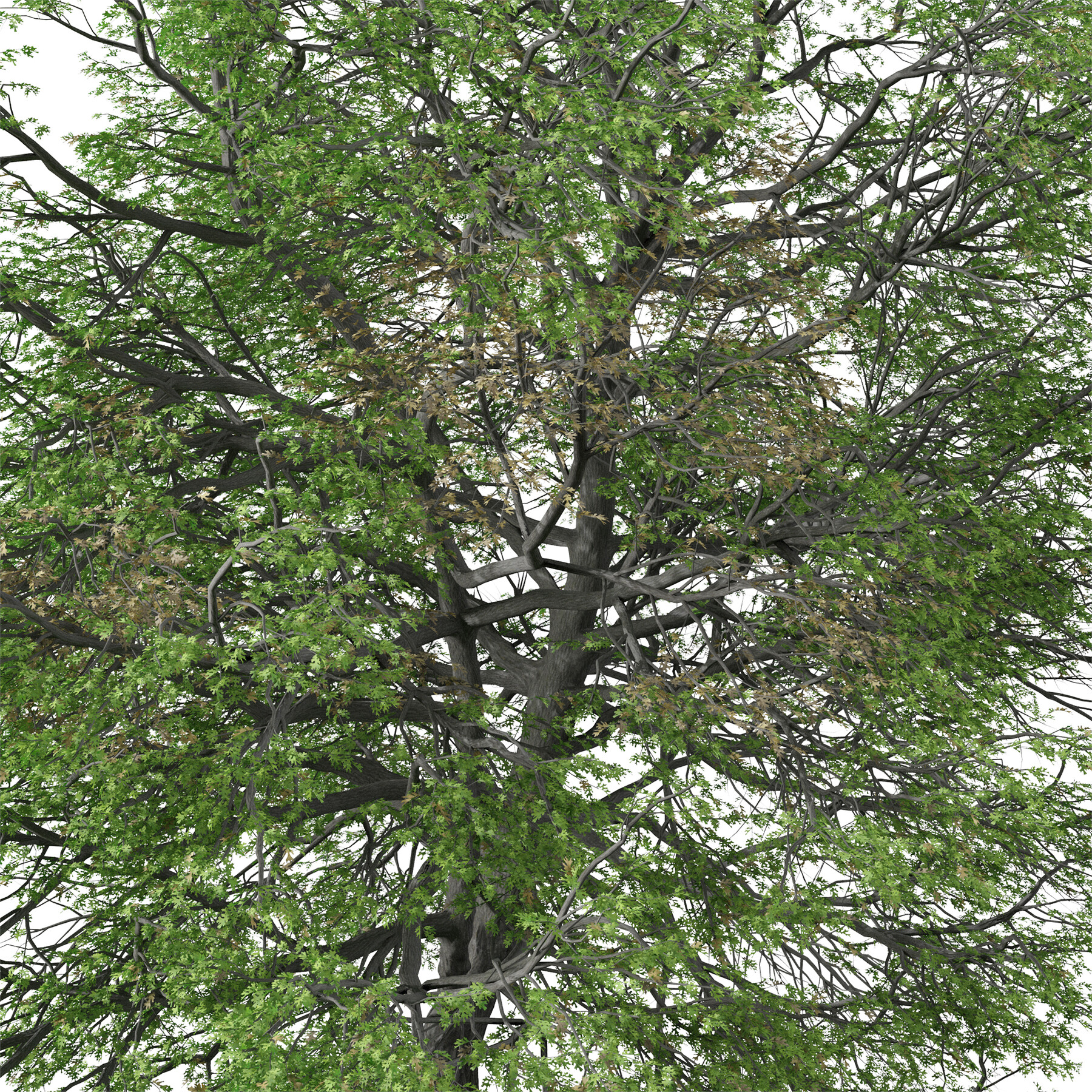 ArtStation - Pin oak Tree ( Quercus palustris ) ( 3Ds MAX - Blender ...