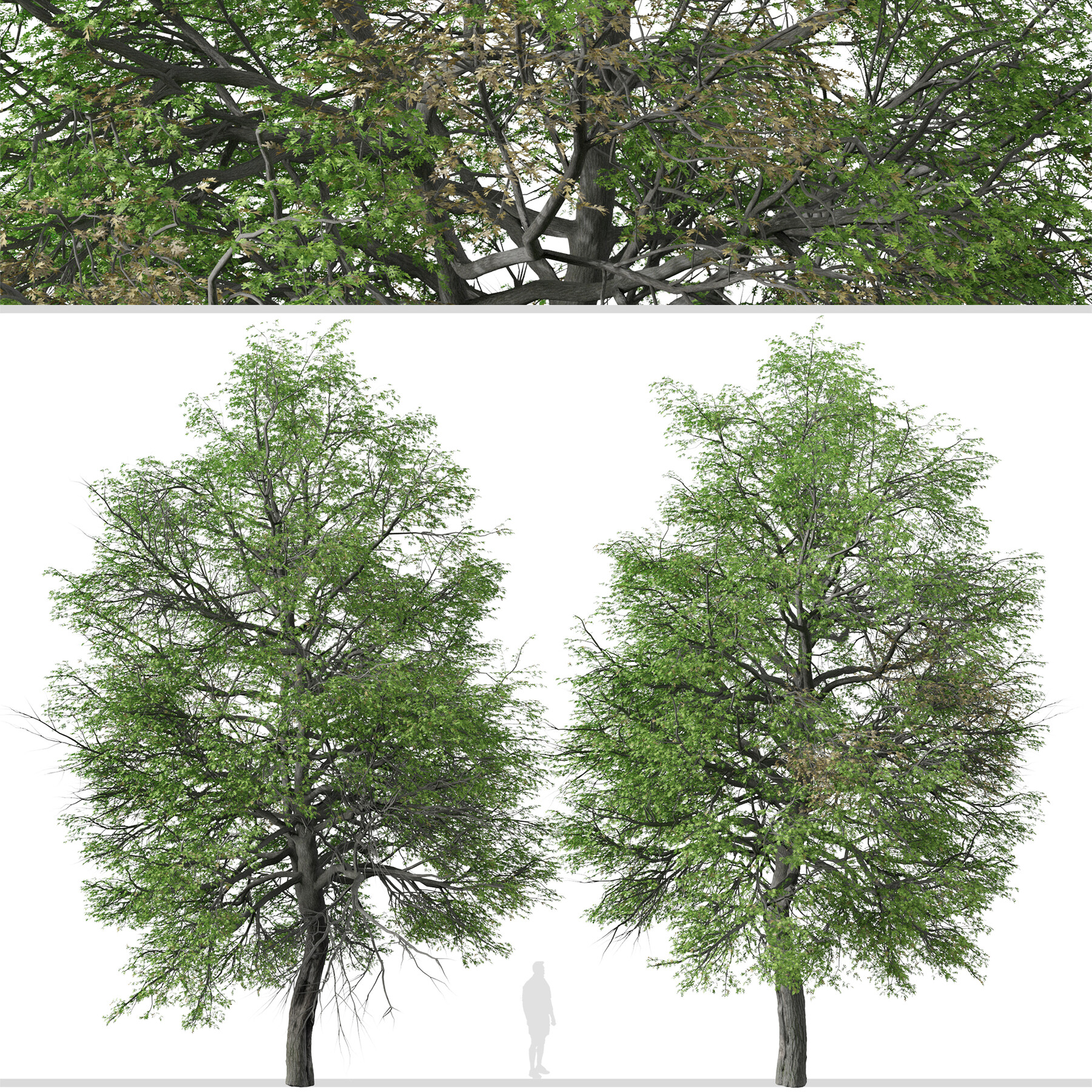 ArtStation - Pin oak Tree ( Quercus palustris ) ( 3Ds MAX - Blender ...