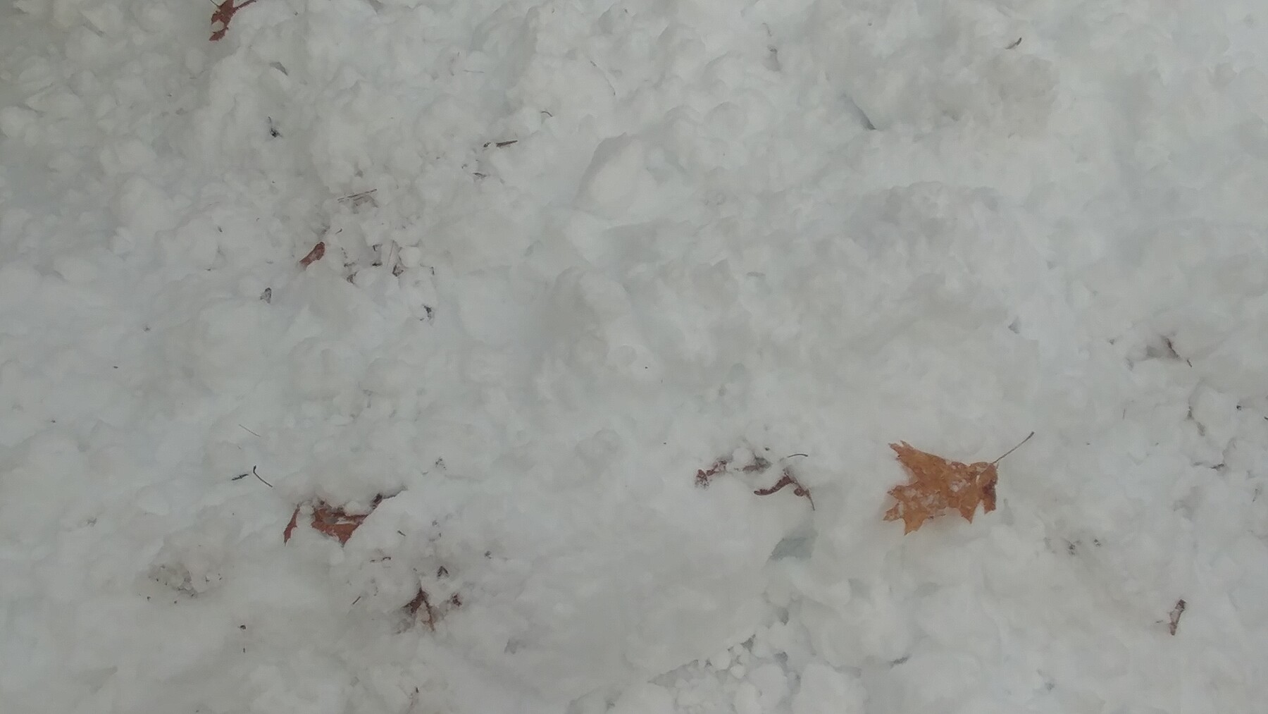 ArtStation - Snow Reference Pack - Fresh Snow On Ground, Bushes ...