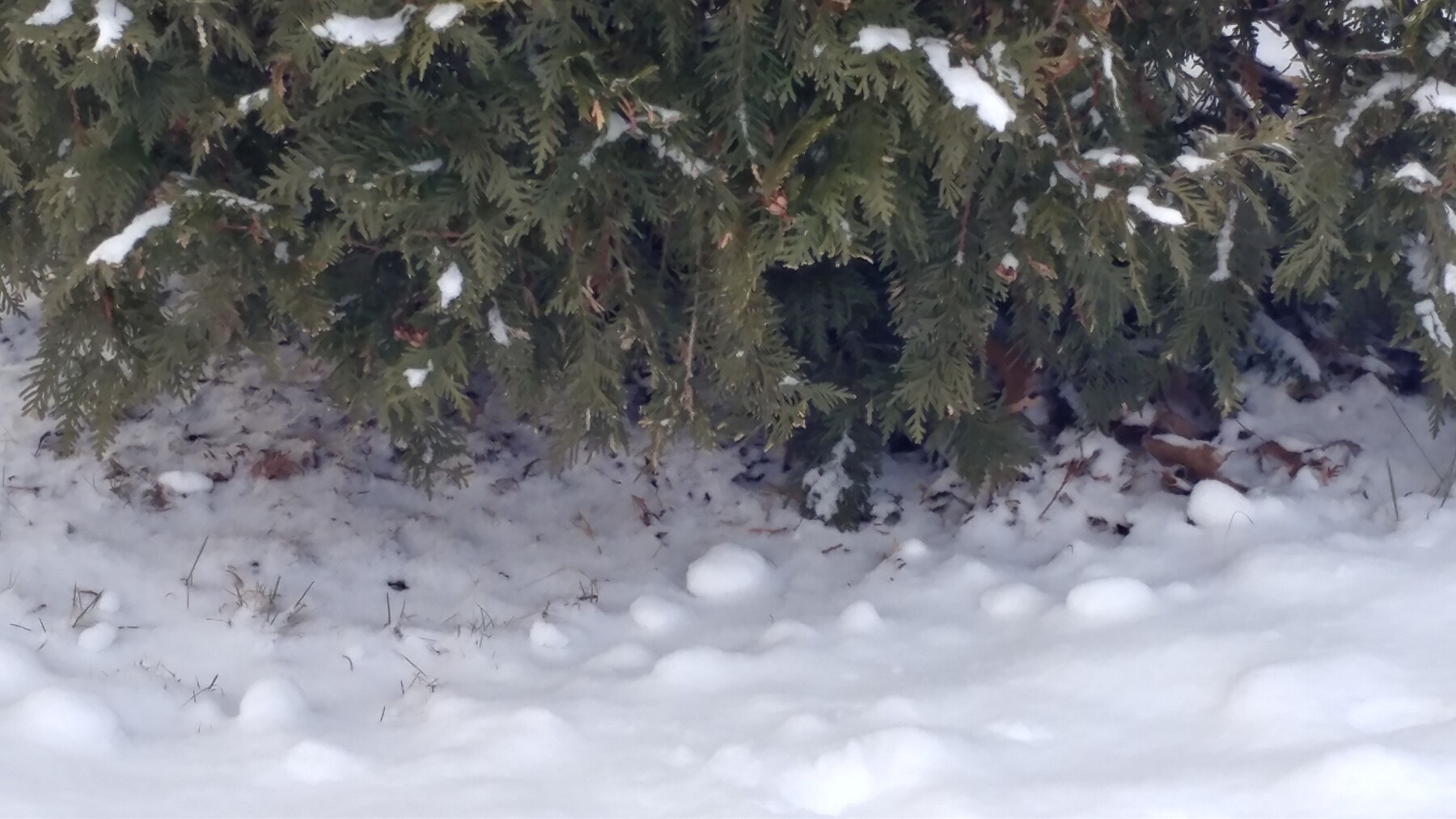 ArtStation - Snow Reference Pack - Fresh Snow On Ground, Bushes ...