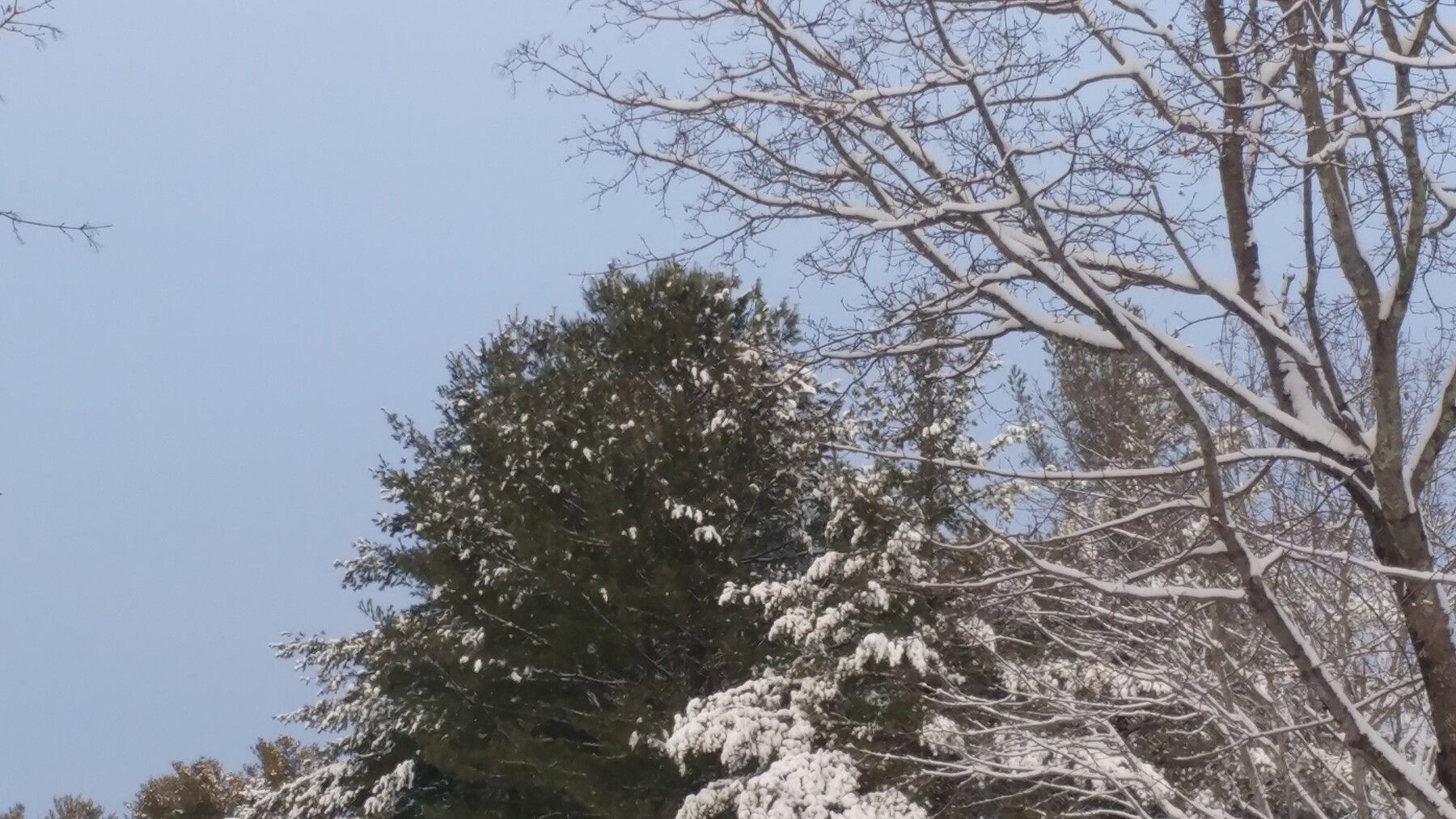 ArtStation - Snow Reference Pack - Fresh Snow On Ground, Bushes ...