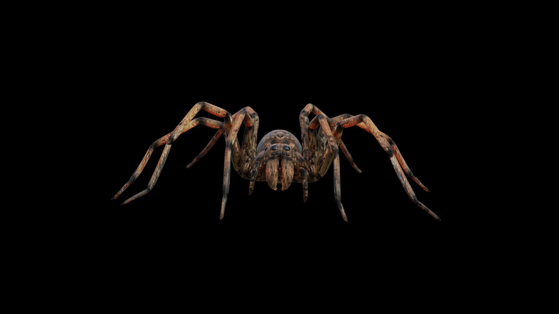 ArtStation - Spider 3D | Game Assets