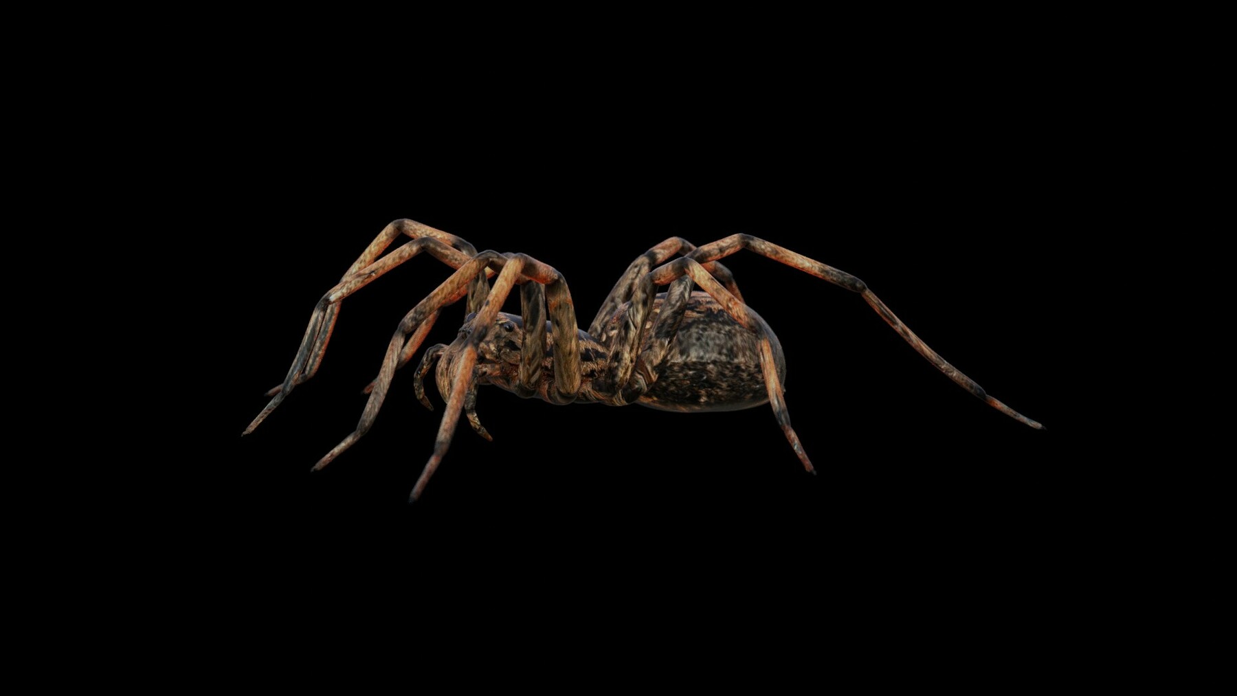 ArtStation - Spider 3D | Game Assets
