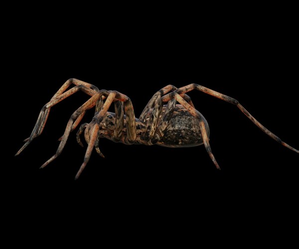 ArtStation - Spider 3D | Game Assets