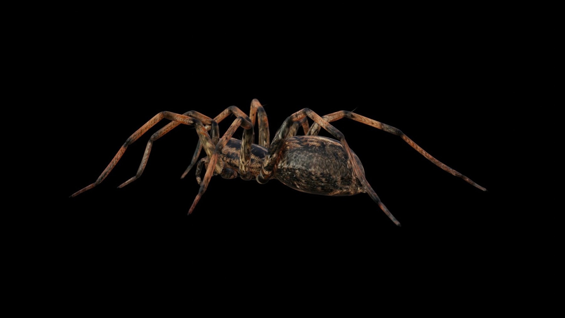 ArtStation - Spider 3D | Game Assets