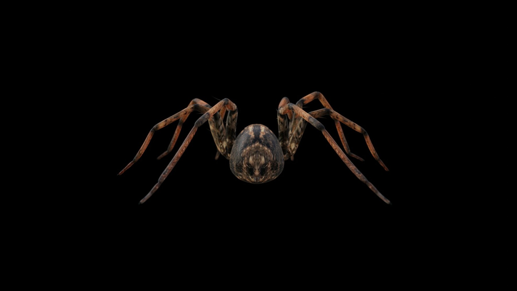 ArtStation - Spider 3D | Game Assets