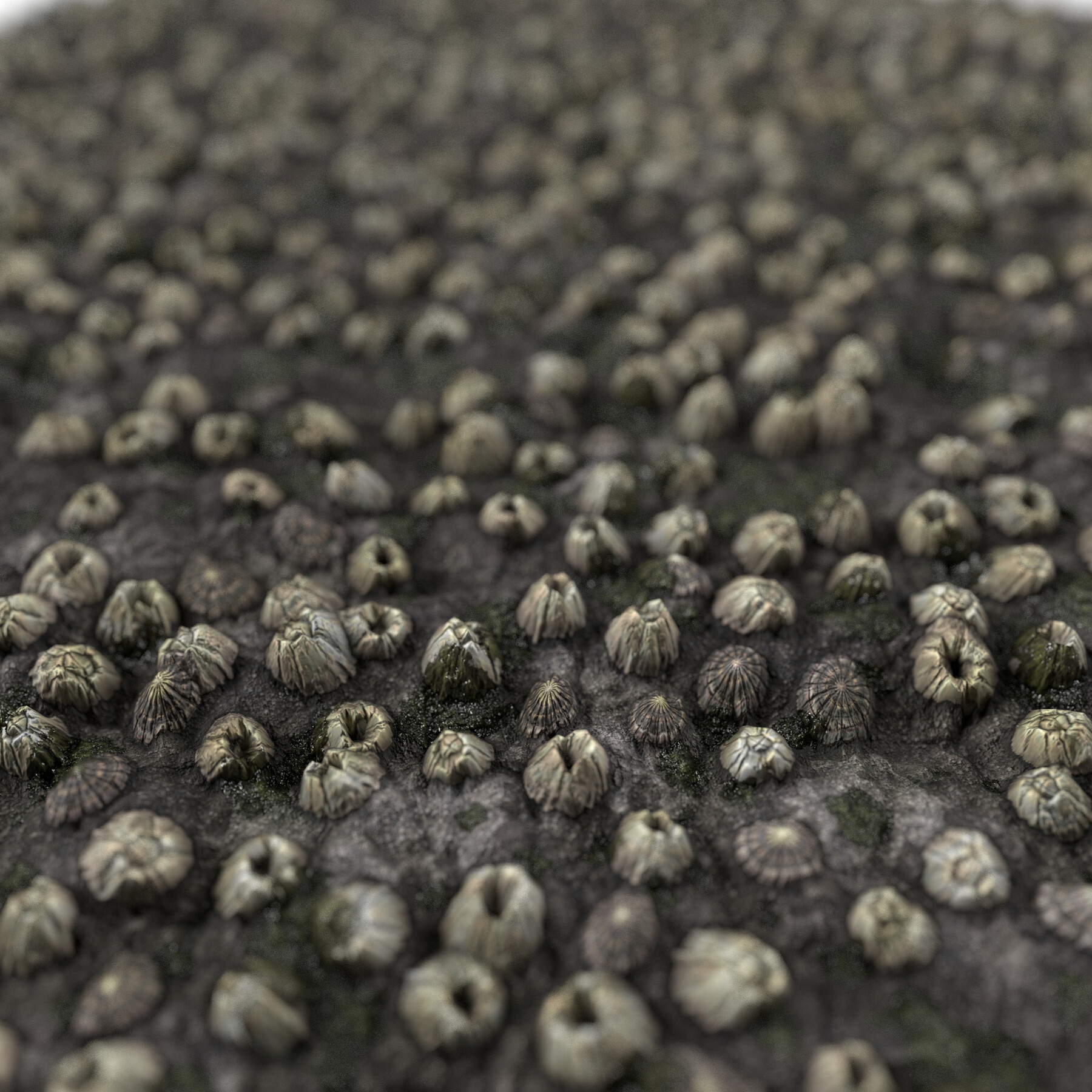 ArtStation - Barnacles And Mollusks On Rock PBR Procedural Material 001 | Game Assets