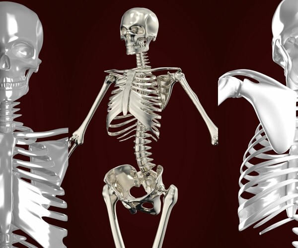 ArtStation - Human skeleton according to Bammes | Game Assets