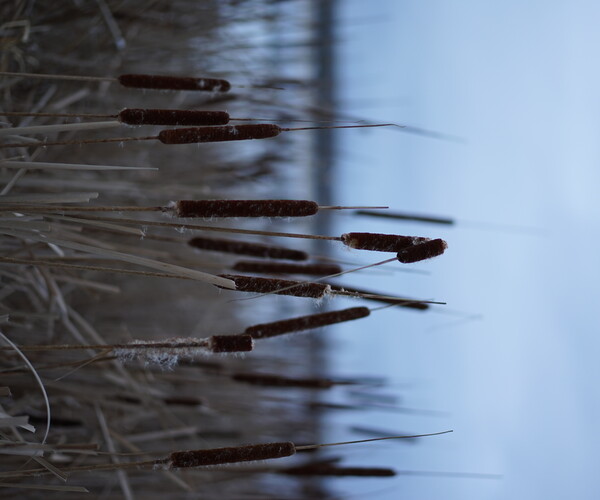 ArtStation - Reeds in winter | Resources